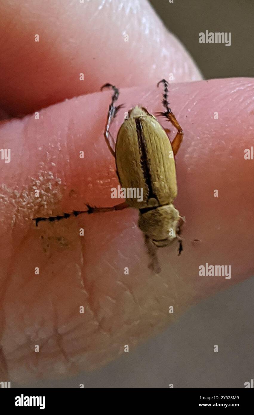 American Rose Chafer (Macrodactylus subspinosus) Insecta Stock Photo ...