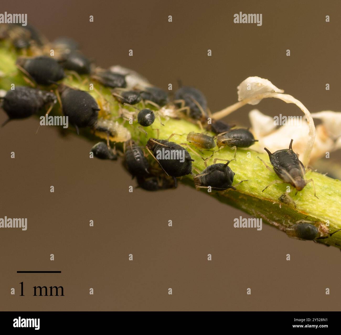 California Lilac Aphid (Aphis ceanothi) Insecta Stock Photo - Alamy