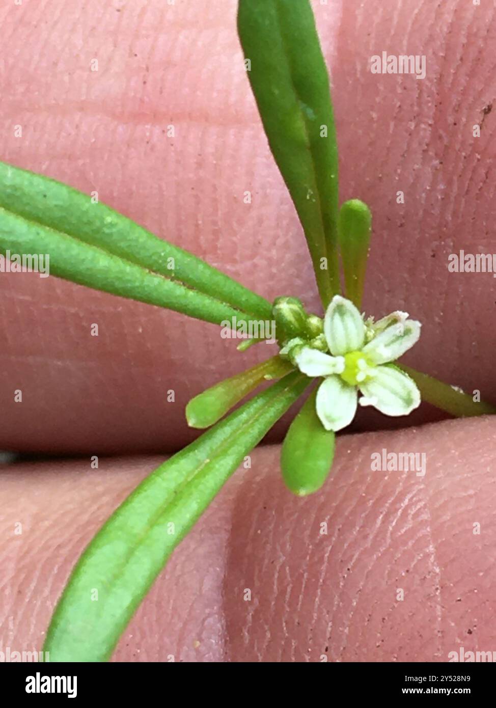 green carpetweed (Mollugo verticillata) Plantae Stock Photo - Alamy