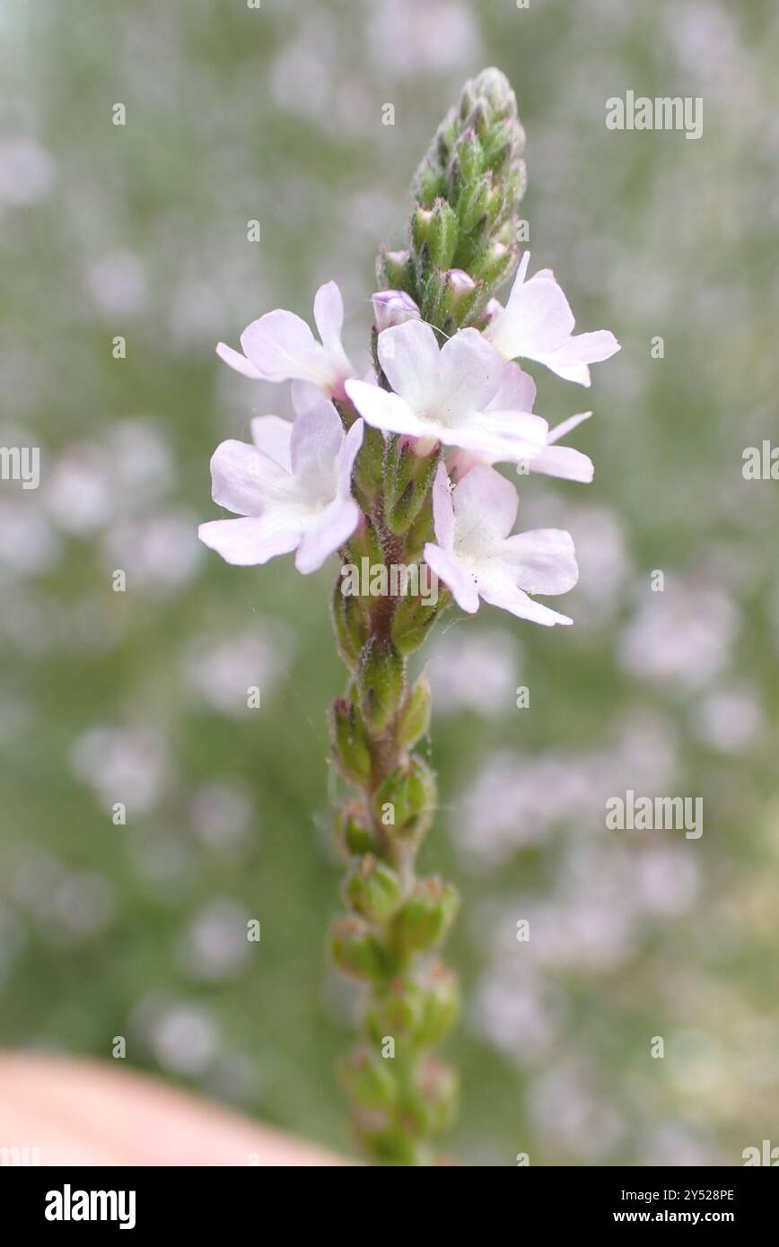Common vervain (Verbena officinalis) Plantae Stock Photo - Alamy