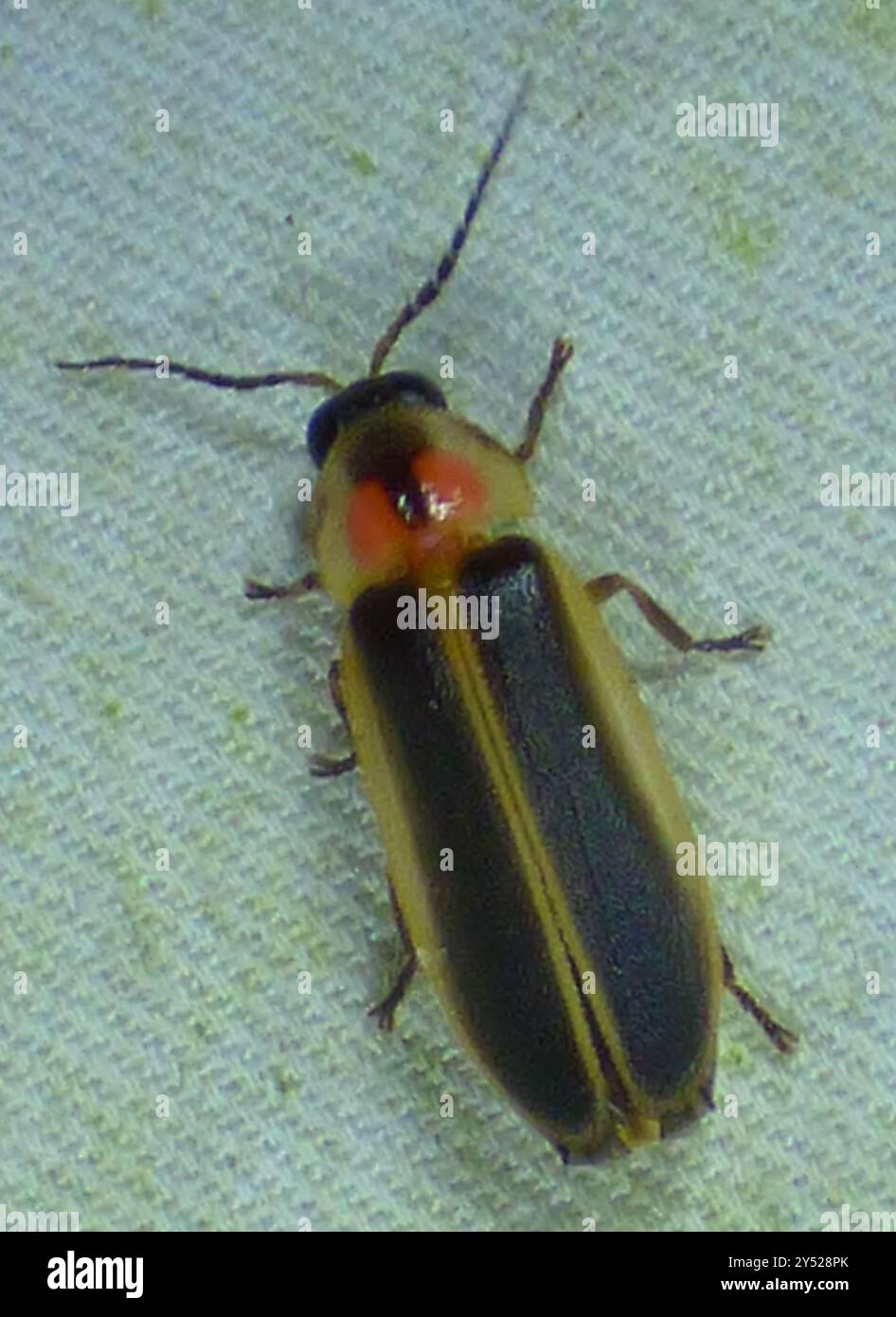 Twilight Bush Baby Firefly (Photinus australis) Insecta Stock Photo - Alamy