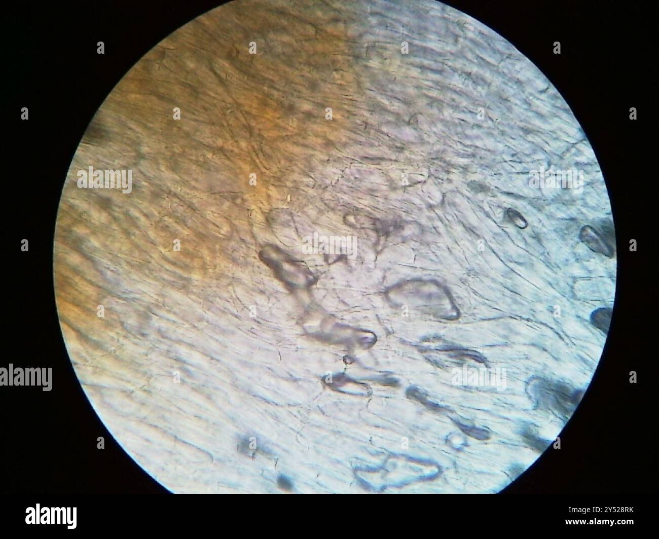 Fibercaps and Allies (Inocybaceae) Fungi Stock Photo - Alamy