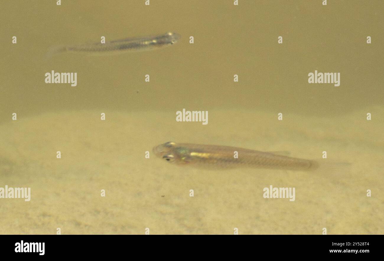 Western Mosquitofish (Gambusia affinis) Actinopterygii Stock Photo - Alamy