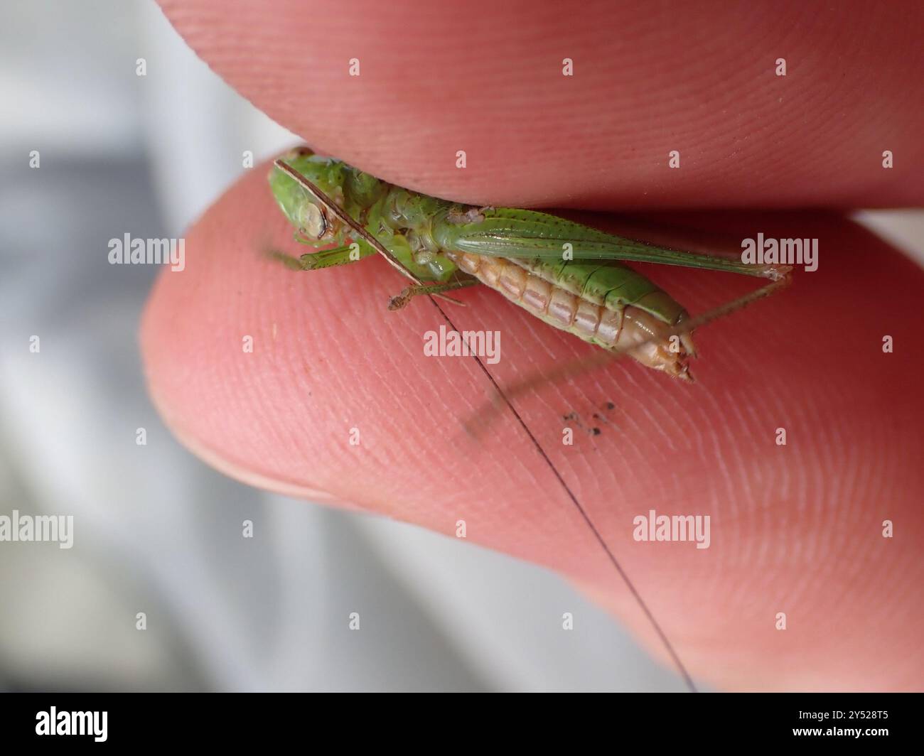 Long-winged Conehead (Conocephalus fuscus) Insecta Stock Photo - Alamy
