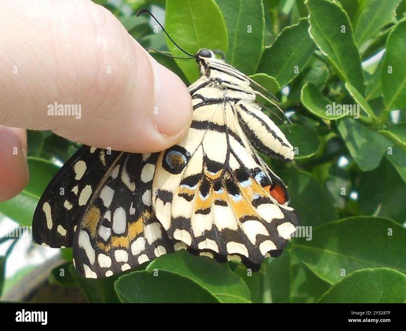 Lime Swallowtail (Papilio demoleus) Insecta Stock Photo - Alamy