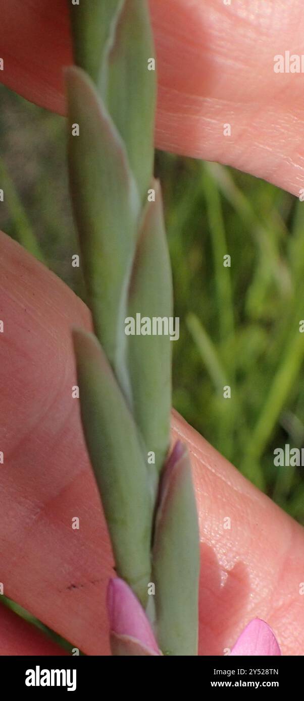 Grassveld Eveninglily (Hesperantha baurii) Plantae Stock Photo - Alamy