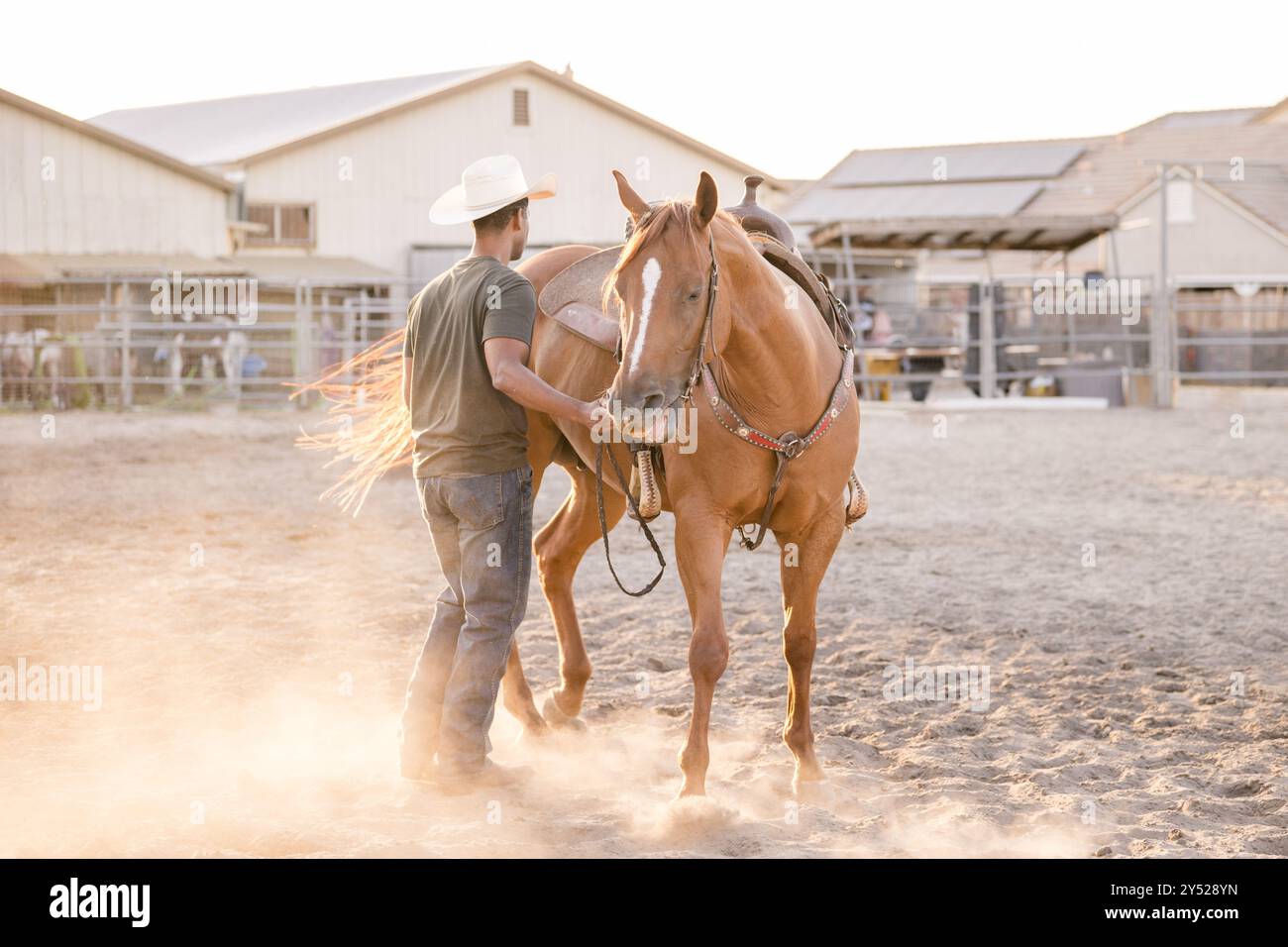 Man training a horse an leading by the reins Stock Photo - Alamy