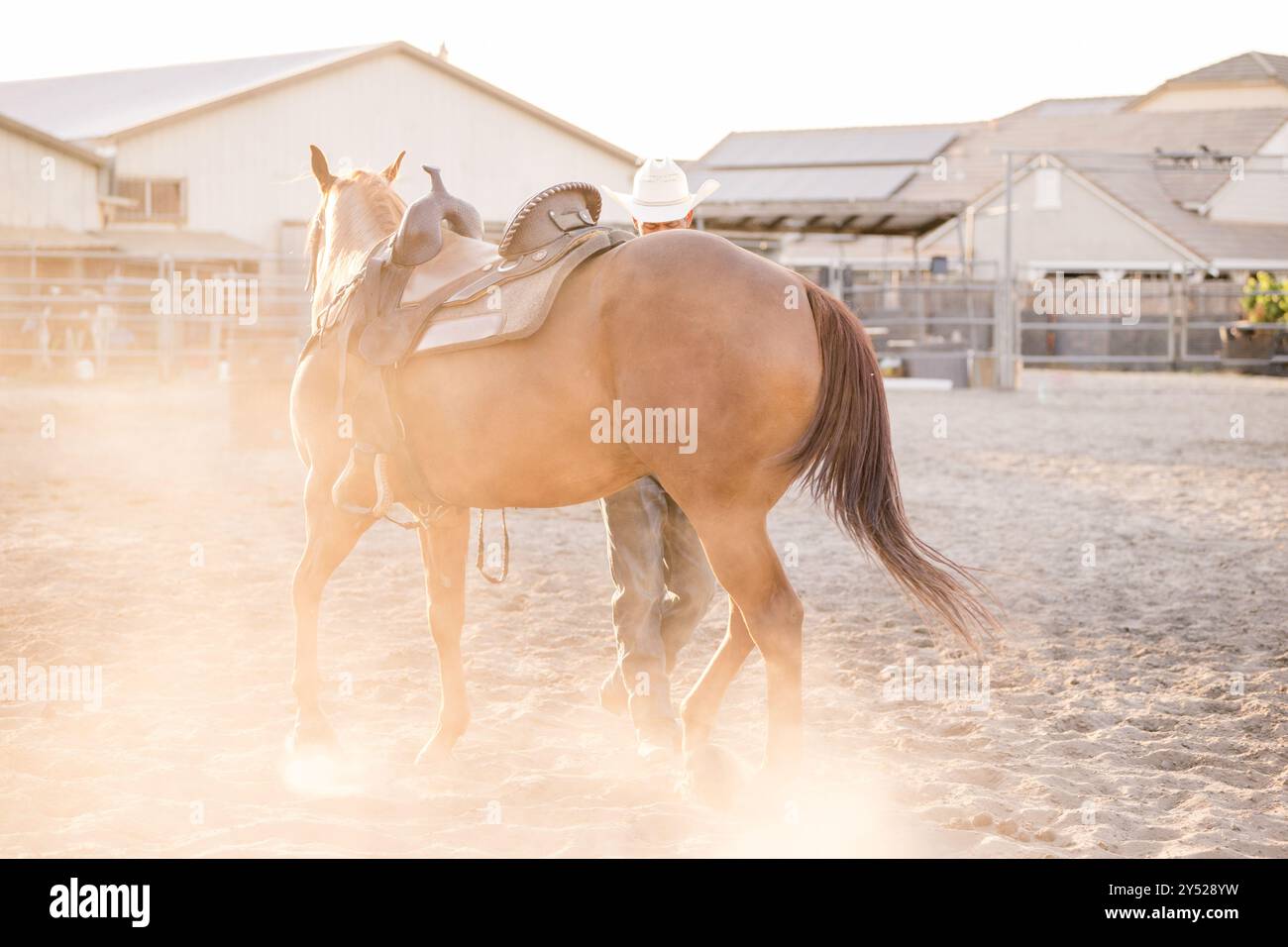 Horse kicking up dust on farm Stock Photo - Alamy