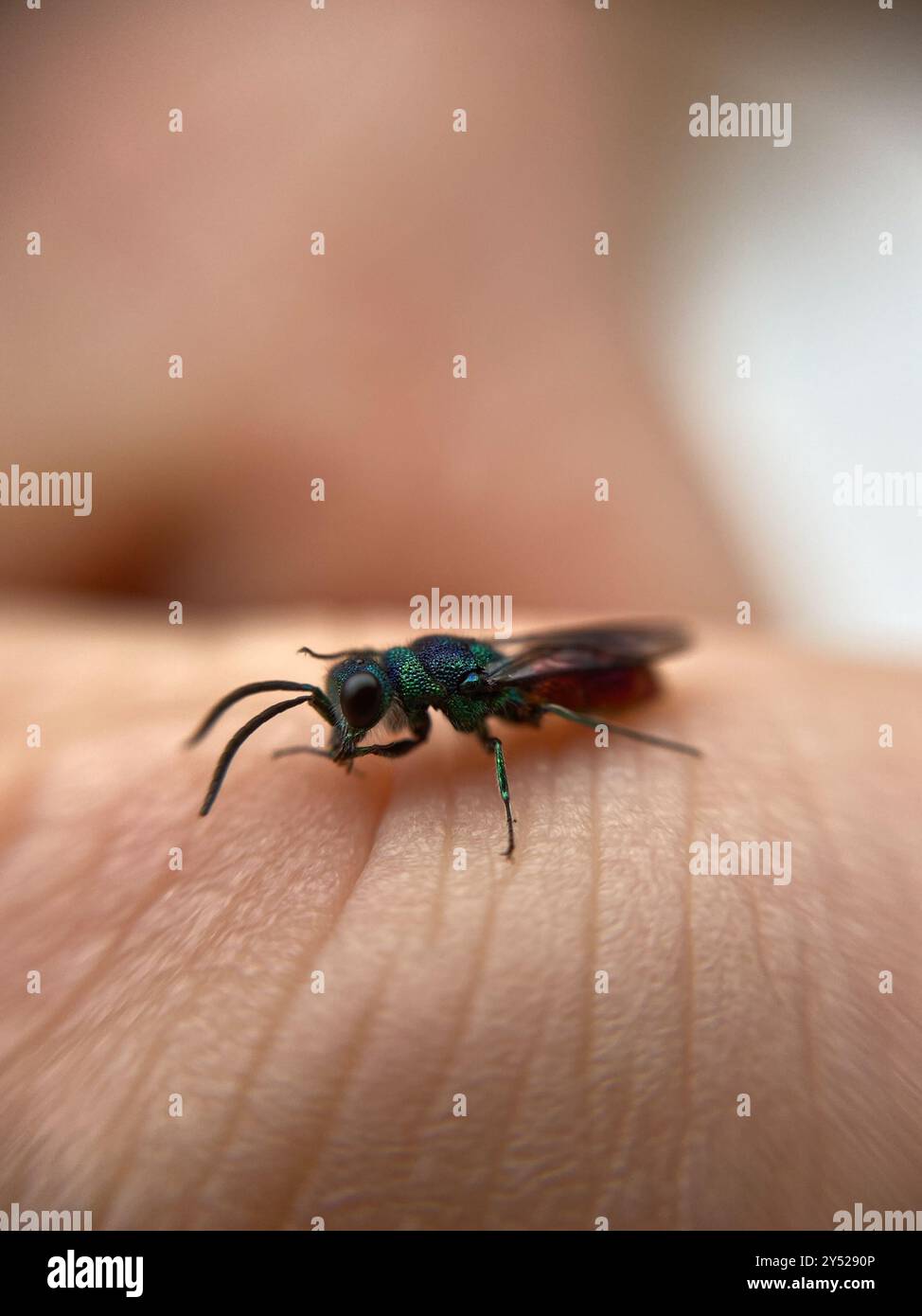 Ruby-tailed Cuckoo Wasps (Chrysis ignita) Insecta Stock Photo - Alamy