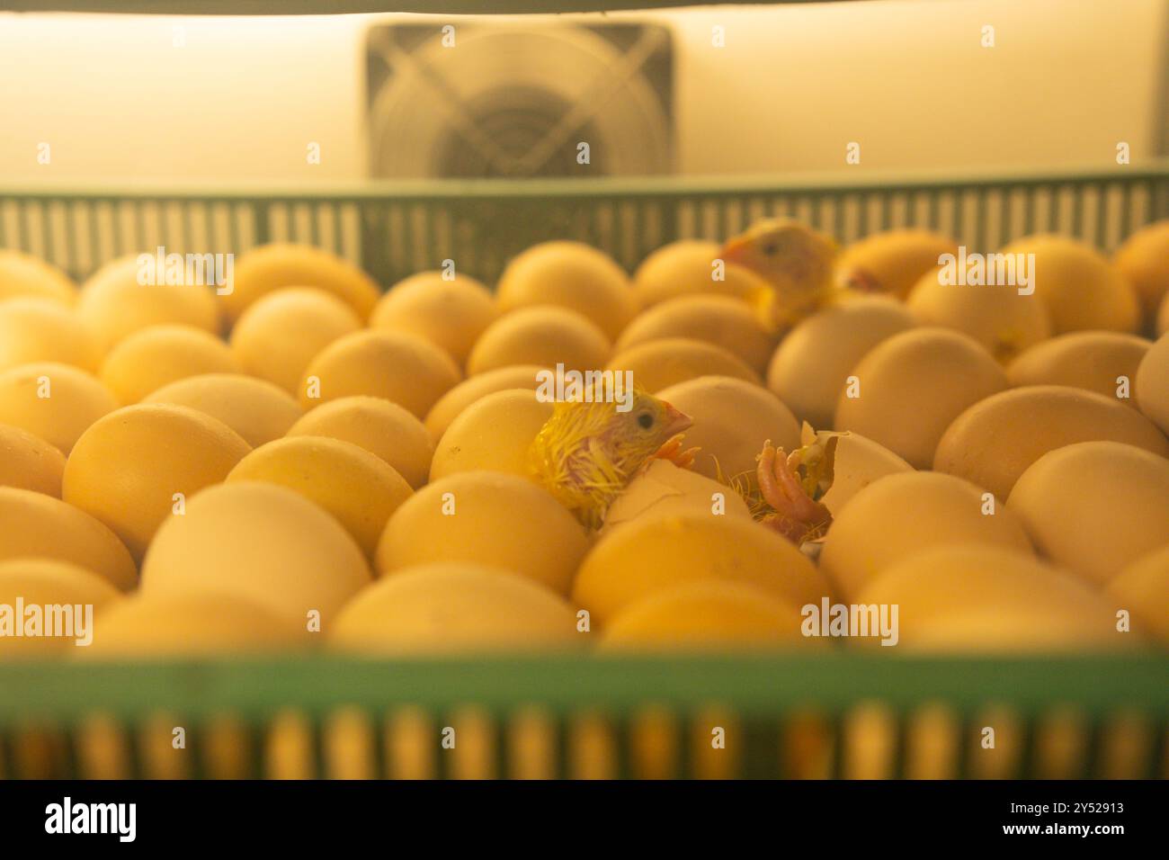 A newborn chick emerges from the egg shell and hatches in the chicken ...
