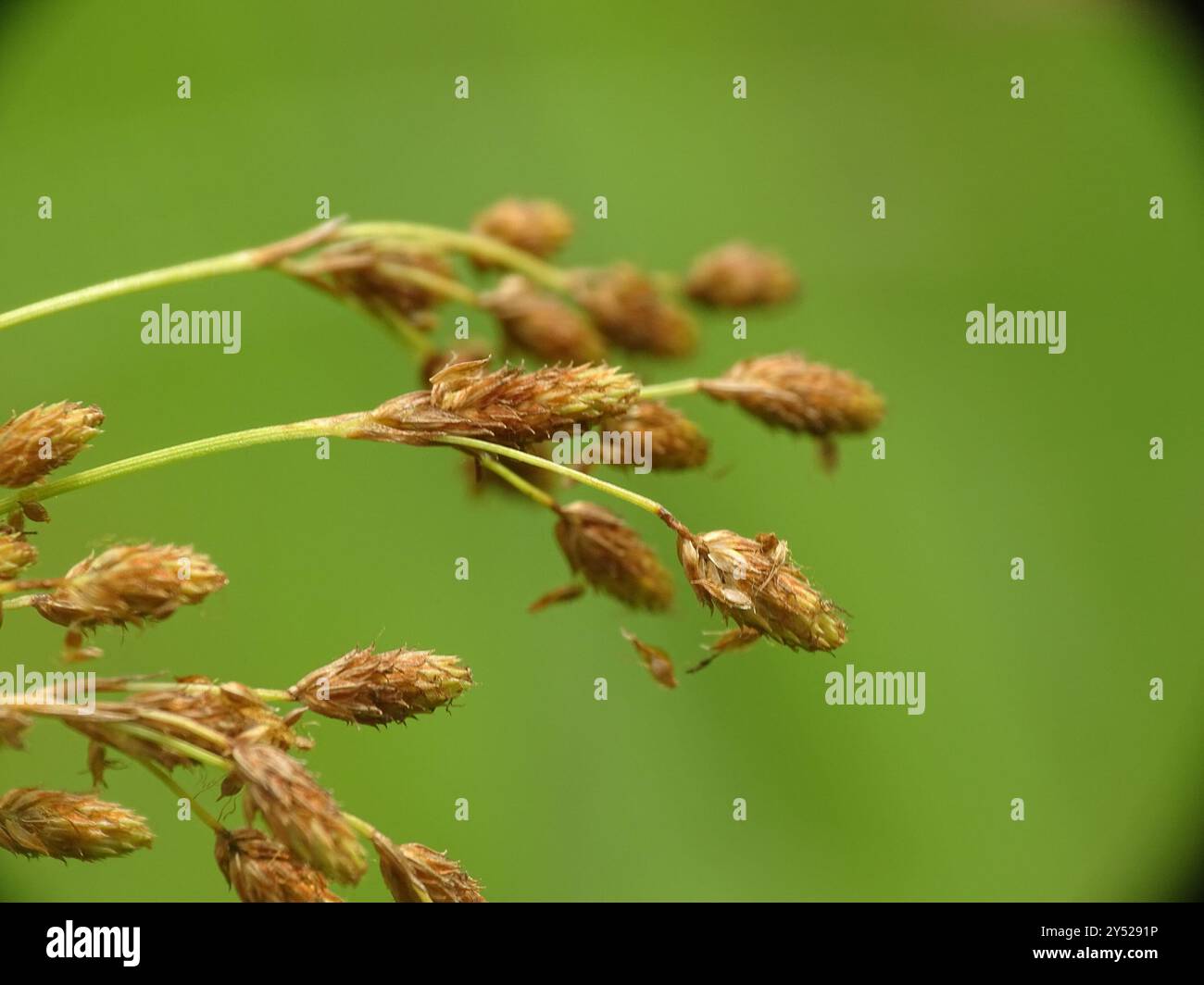 nodding bulrush (Scirpus pendulus) Plantae Stock Photo - Alamy