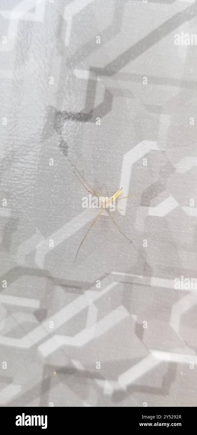 Stretch Spiders (Tetragnatha) Arachnida Stock Photo - Alamy