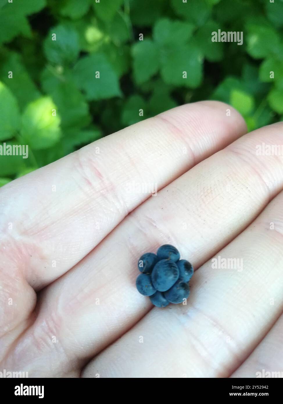 European dewberry (Rubus caesius) Plantae Stock Photo - Alamy