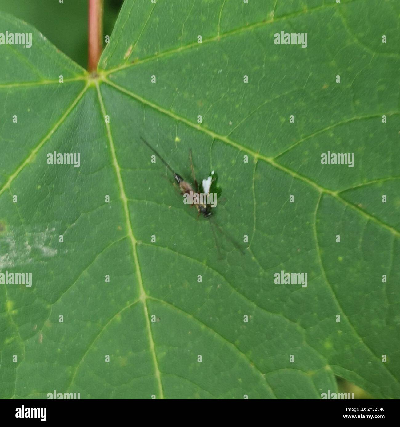 Winged and Once-winged Insects (Pterygota) Insecta Stock Photo - Alamy