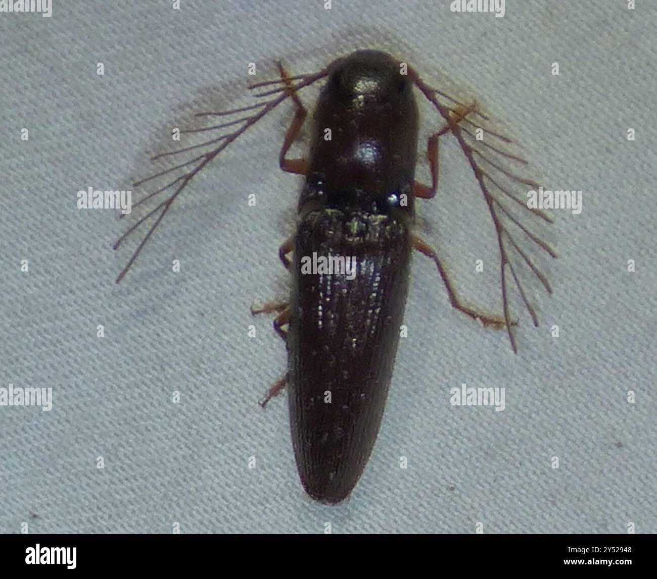(Dicrepidius palmatus) Insecta Stock Photo - Alamy