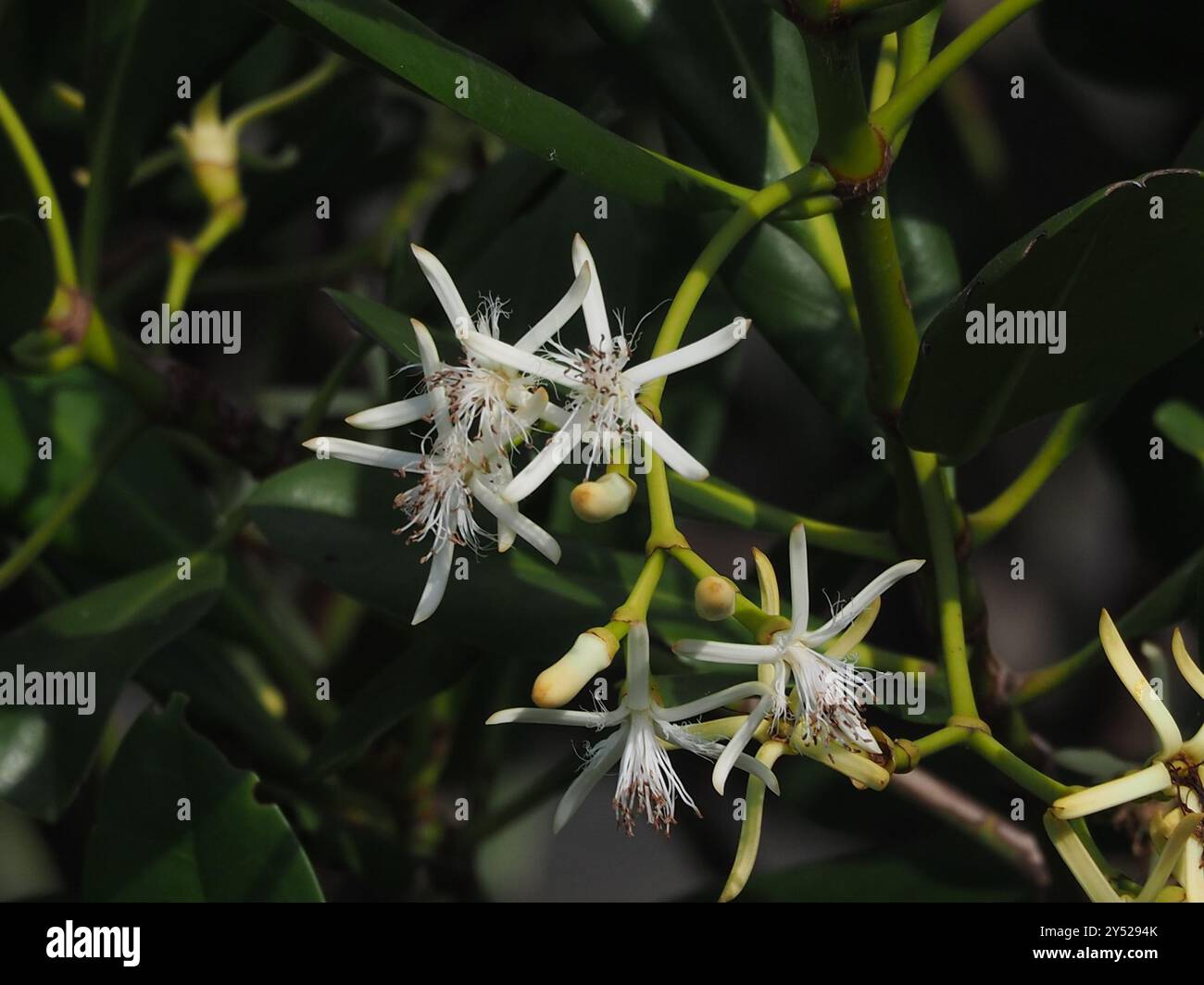 (Kandelia obovata) Plantae Stock Photo - Alamy