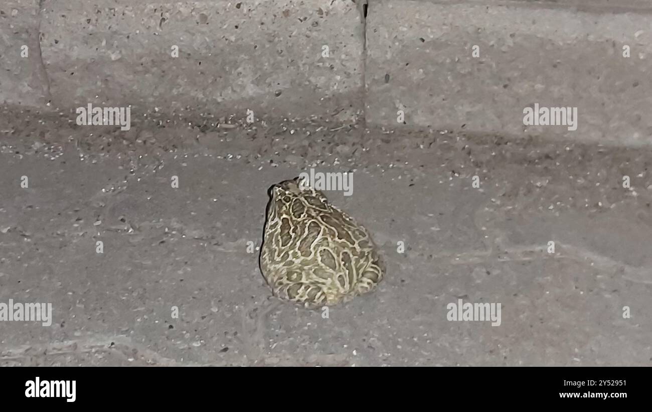 Great Plains Toad (Anaxyrus cognatus) Amphibia Stock Photo - Alamy