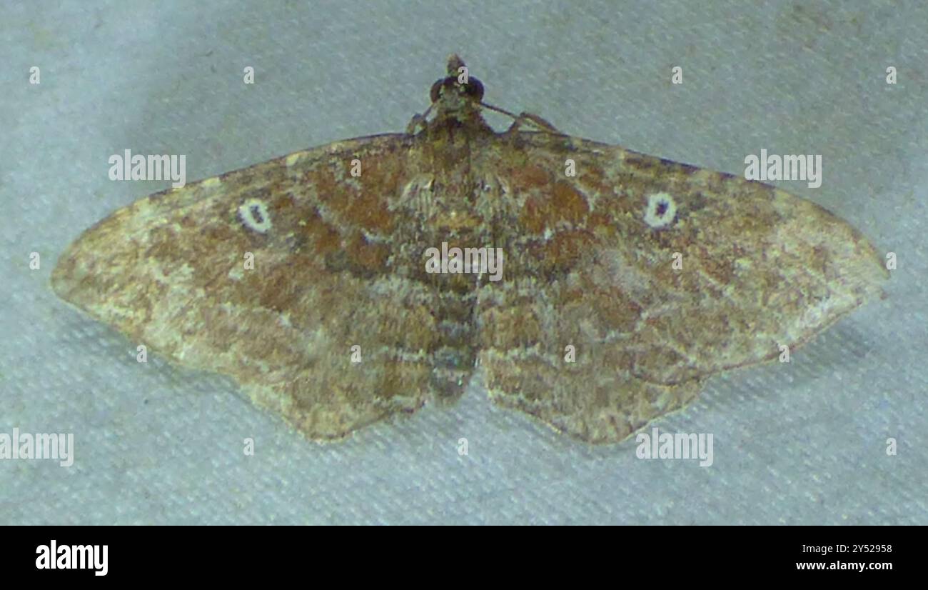 Gem Moth (Orthonama obstipata) Insecta Stock Photo - Alamy