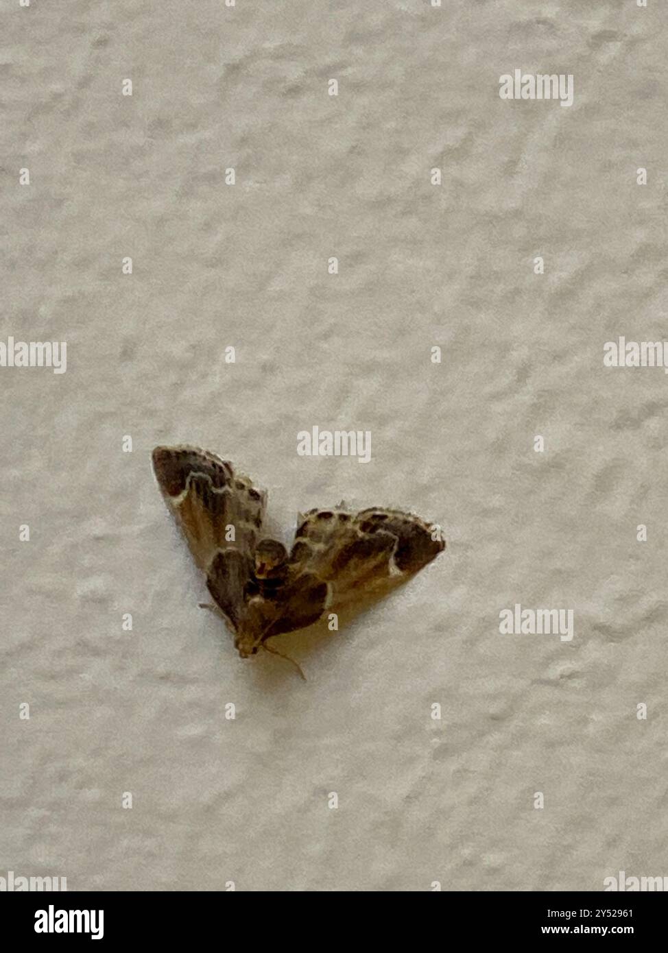 Meal moth (Pyralis farinalis) Insecta Stock Photo - Alamy