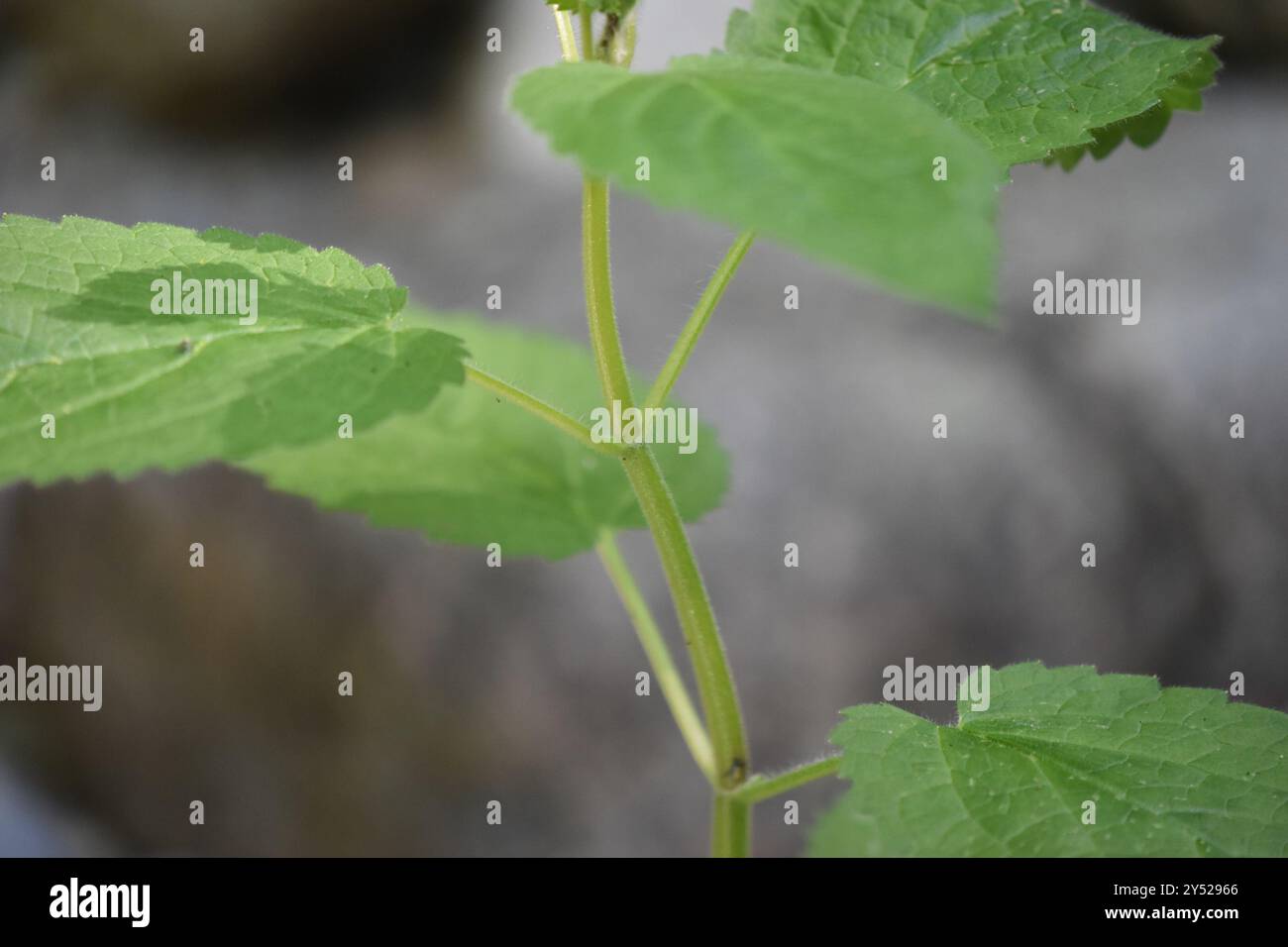 Coastal Hedge-nettle (Stachys chamissonis) Plantae Stock Photo - Alamy