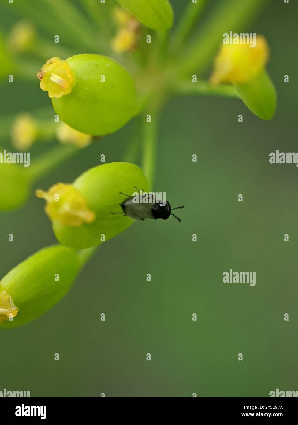 Chalcidoid Wasps (Chalcidoidea) Insecta Stock Photo - Alamy