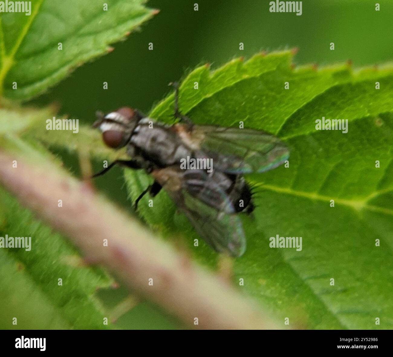 Bot Flies, Blow Flies, and Allies (Oestroidea) Insecta Stock Photo - Alamy