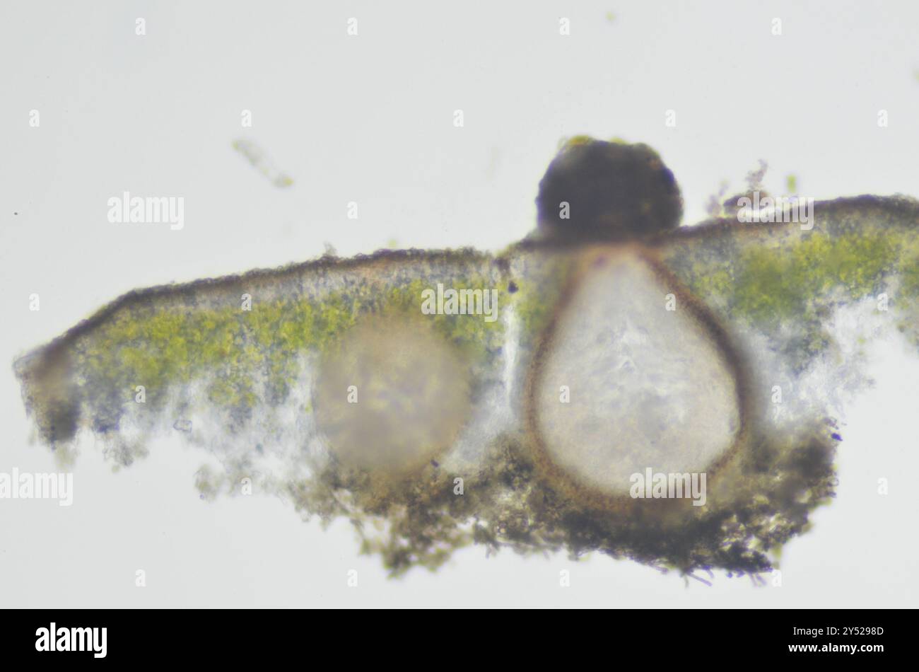 Earth Lichen (Placidium lachneum) Fungi Stock Photo - Alamy