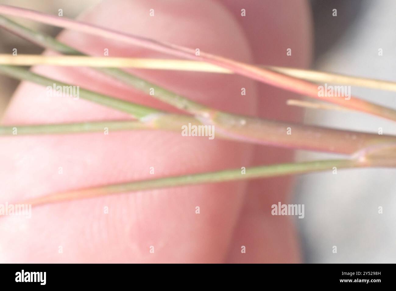 Salt Grass (Puccinellia) Plantae Stock Photo - Alamy