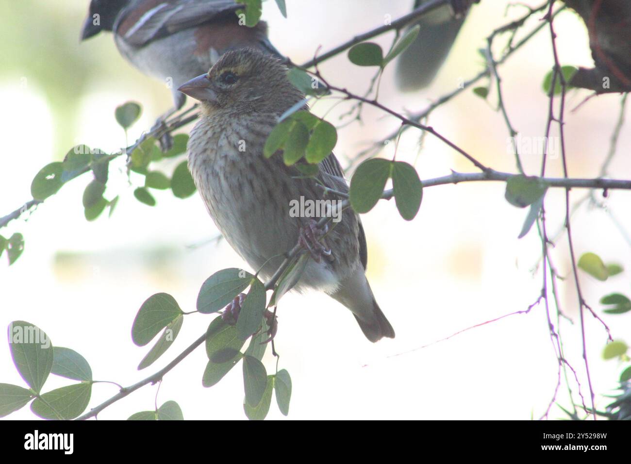 Southern Red Bishop (Euplectes orix) Aves Stock Photo - Alamy