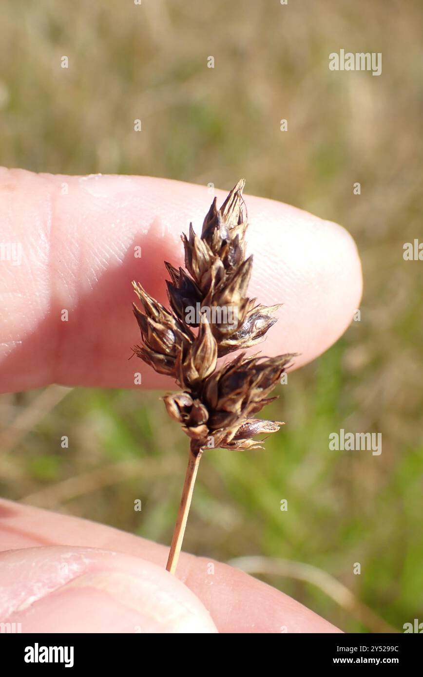 Divided Sedge (Carex divisa) Plantae Stock Photo - Alamy