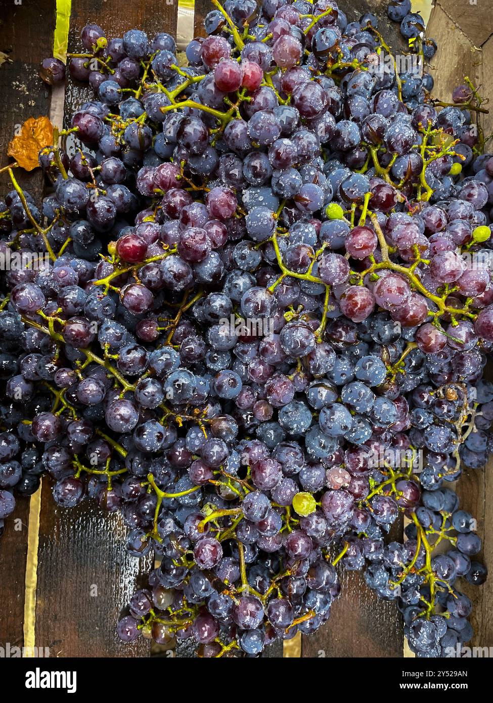 fresh purple grapes with a very sweet and slightly sour taste Stock ...