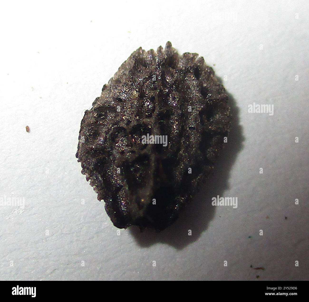 Sackflower (Holubia saccata) Plantae Stock Photo - Alamy