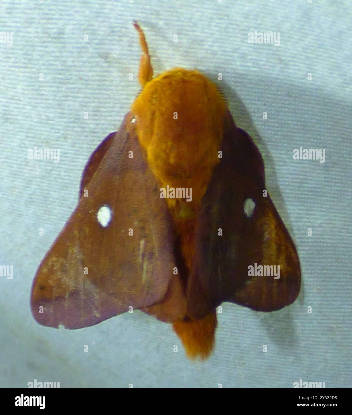 Yellow-striped Oakworm Moth (Anisota peigleri) Insecta Stock Photo - Alamy