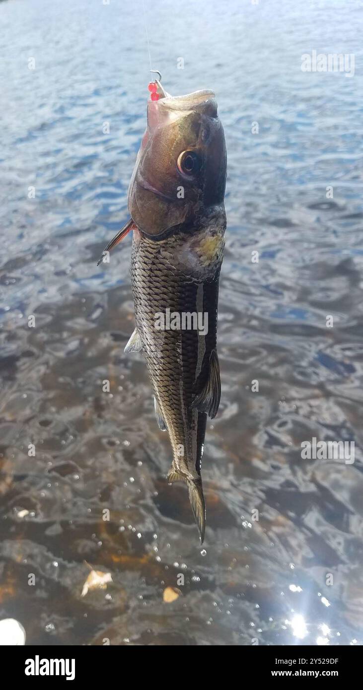 Fallfish (Semotilus corporalis) Actinopterygii Stock Photo - Alamy