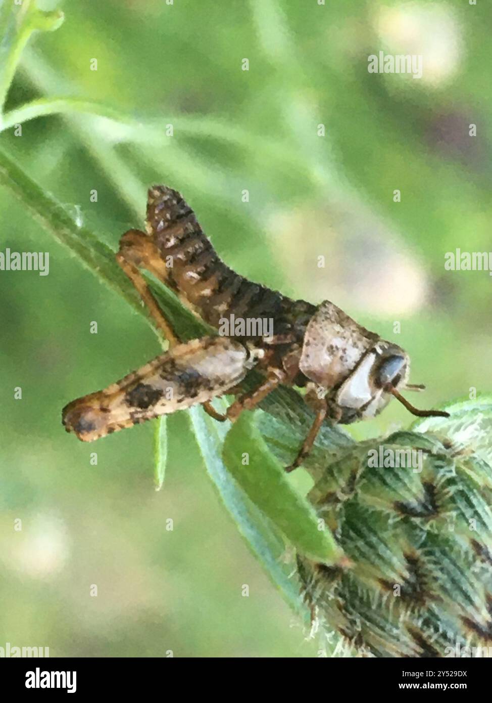 Italian locust (Calliptamus italicus) Insecta Stock Photo - Alamy