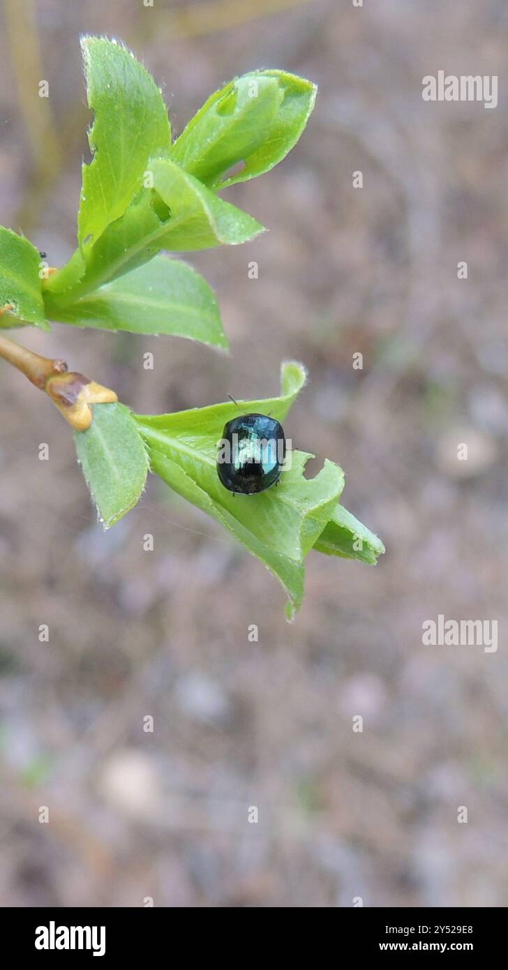 Willow Leaf Beetle (Plagiodera versicolora) Insecta Stock Photo - Alamy