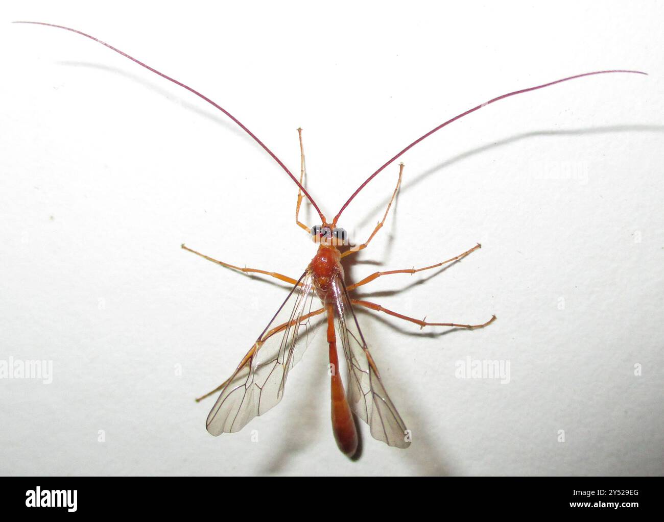 Short-tailed Ichneumonid Wasps (Ophioninae) Insecta Stock Photo - Alamy