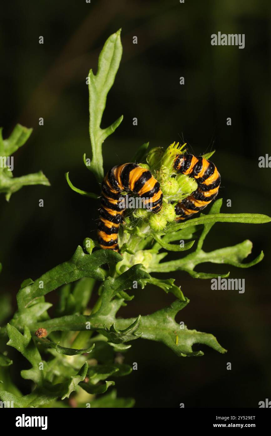 Cinnabar moth (Tyria jacobaeae) Insecta Stock Photo - Alamy