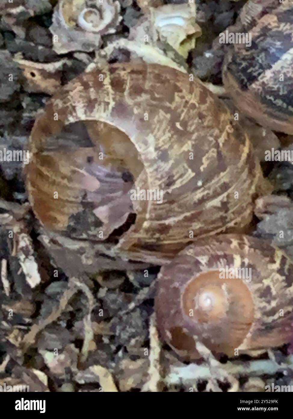 Garden Snail (Cornu aspersum) Mollusca Stock Photo - Alamy