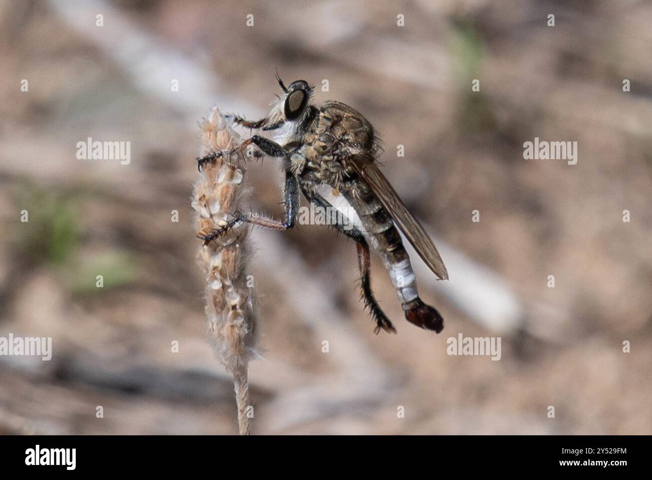Sand Hammertail (Efferia albibarbis) Insecta Stock Photo - Alamy