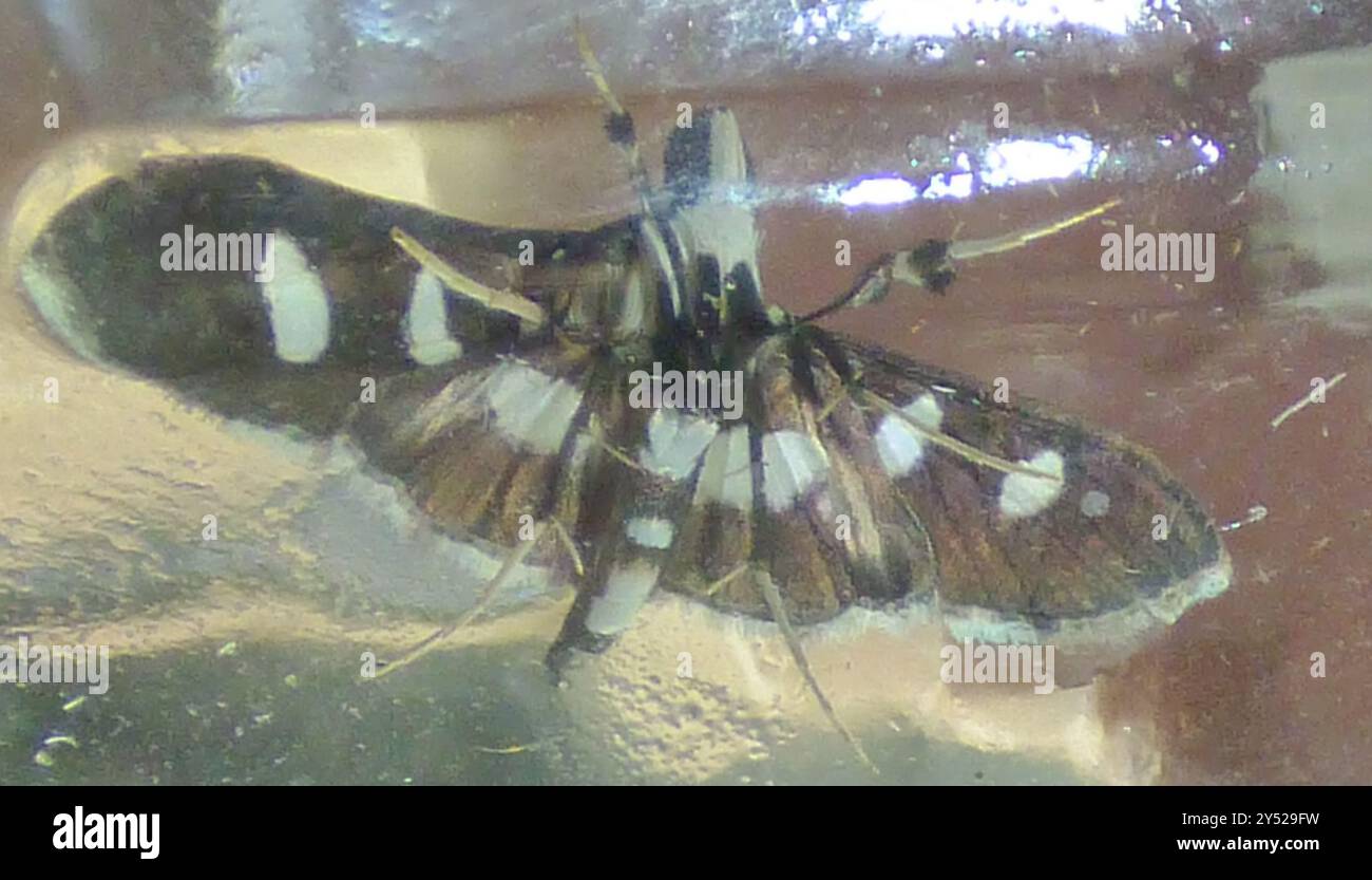 Grape Leafroller Moth (Desmia maculalis) Insecta Stock Photo - Alamy