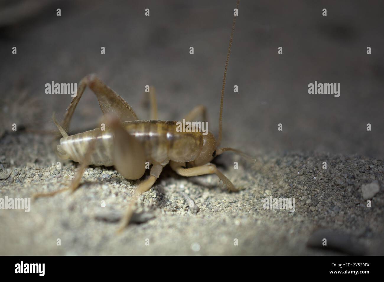 Camel Crickets, Cave Crickets, and Cave Wēta (Rhaphidophoridae) Insecta ...