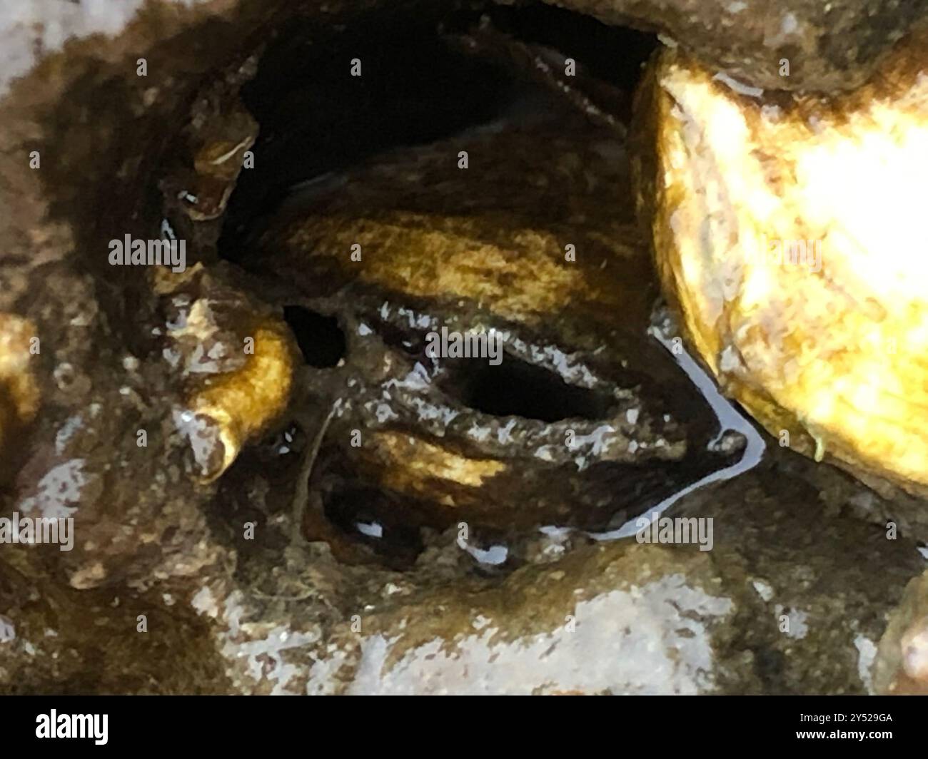 Bivalves (Bivalvia) Mollusca Stock Photo - Alamy