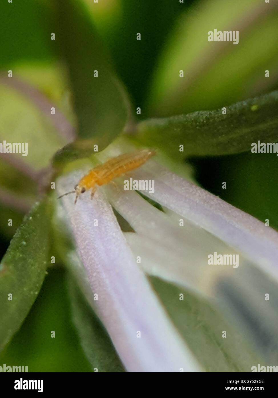 Common Thrips (Thripidae) Insecta Stock Photo - Alamy