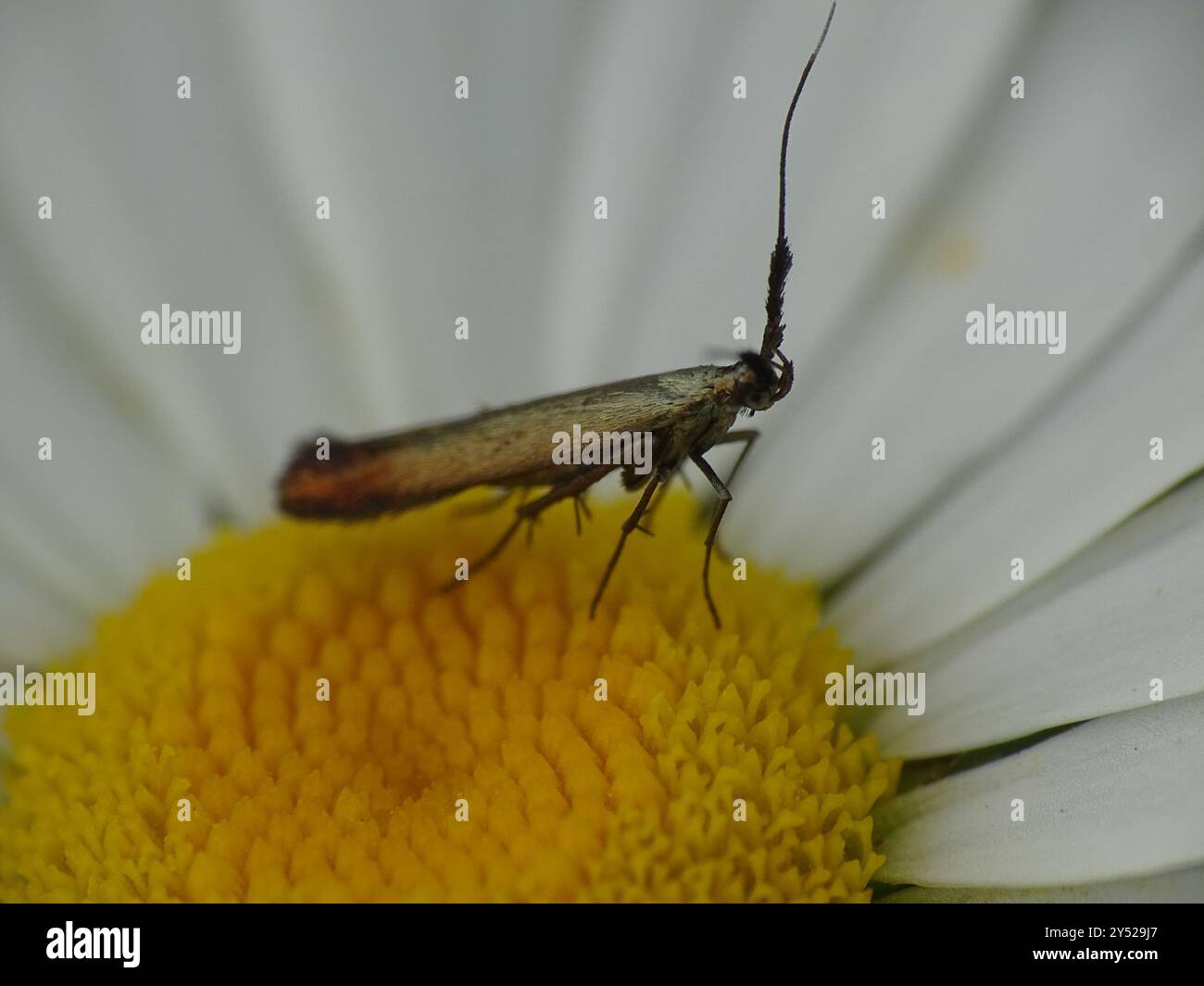 Casebearers (Coleophora) Insecta Stock Photo - Alamy