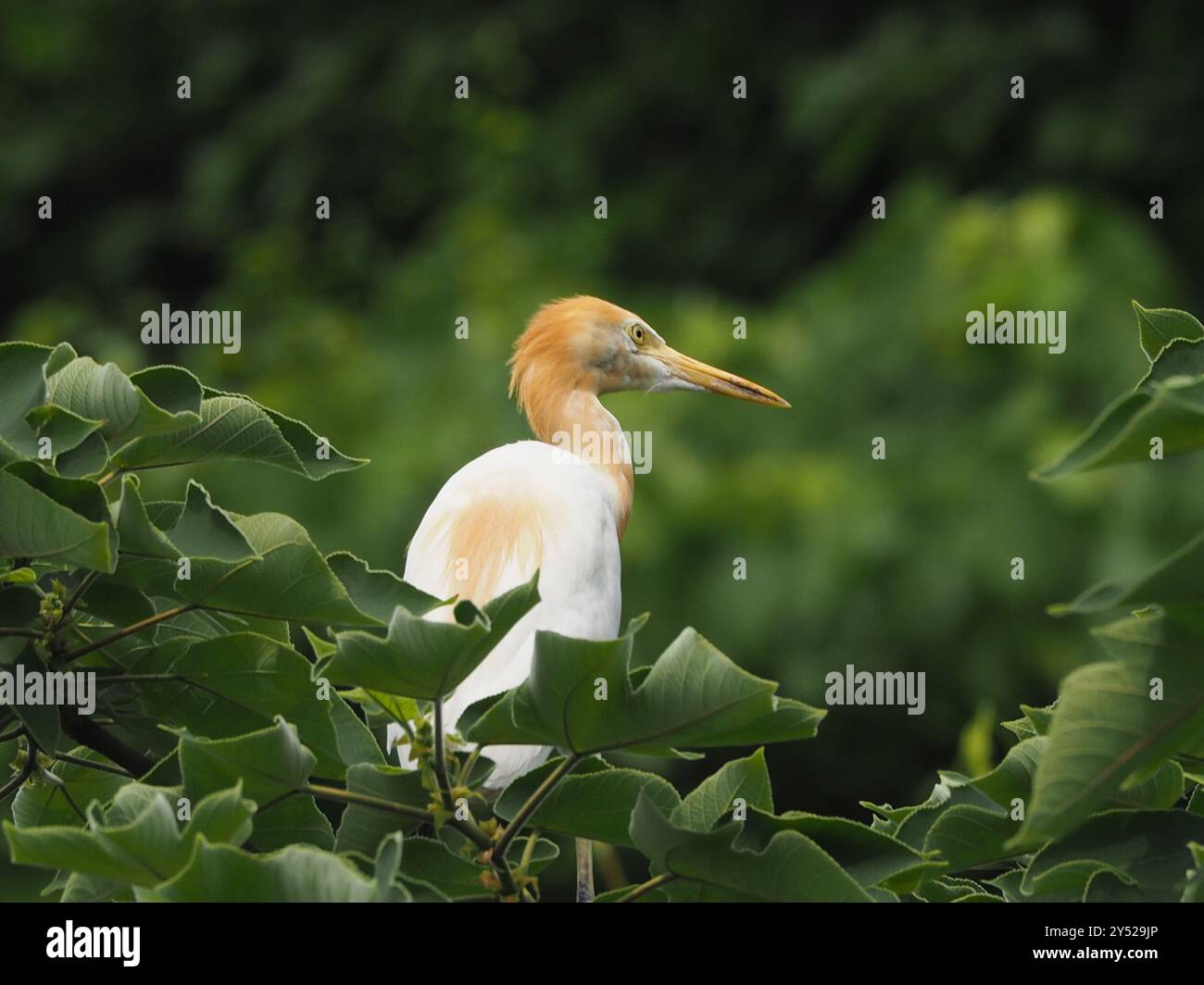 Eastern Cattle-Egret (Bubulcus coromandus) Aves Stock Photo - Alamy
