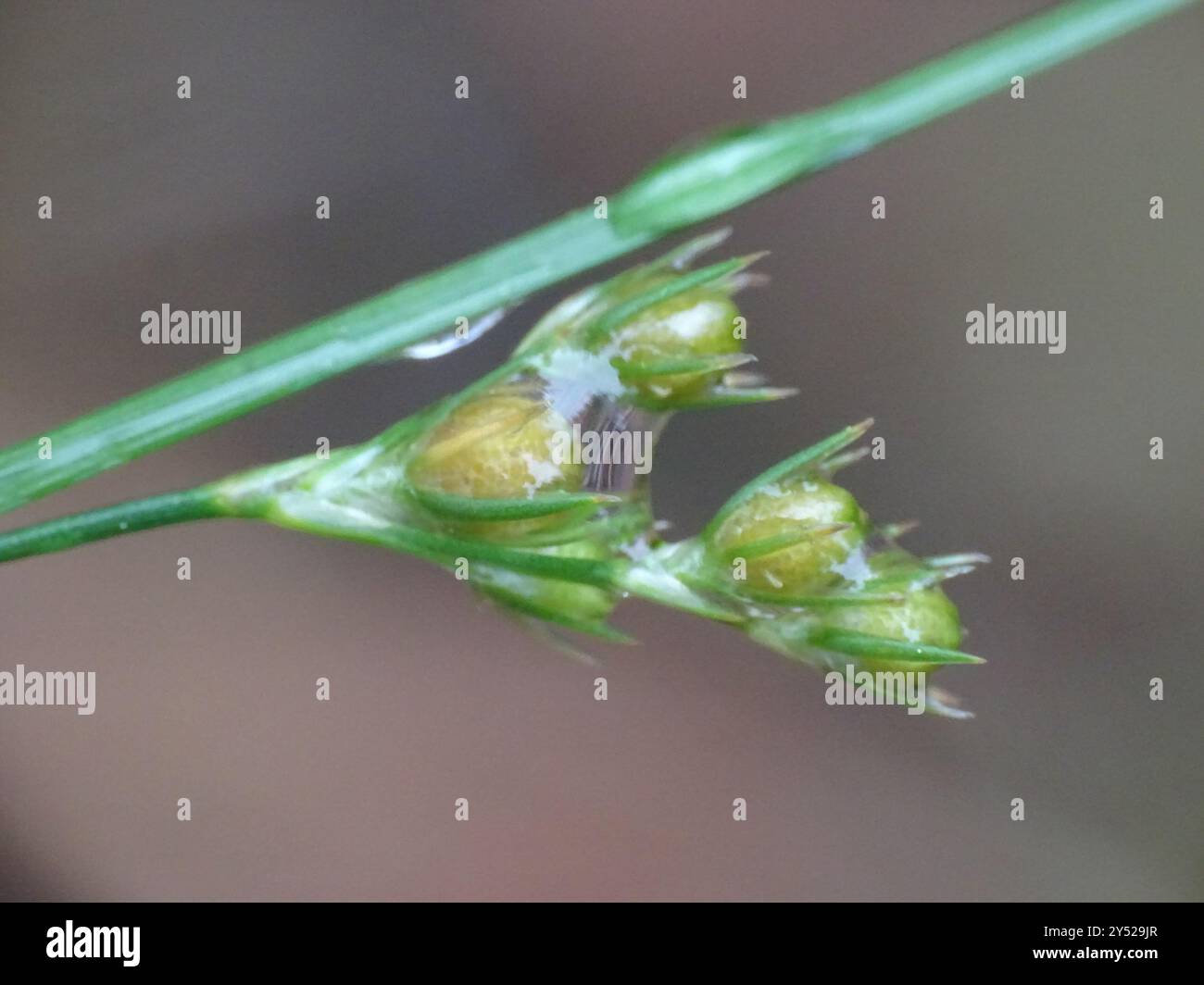 Slender Path Rush (Juncus tenuis) Plantae Stock Photo - Alamy