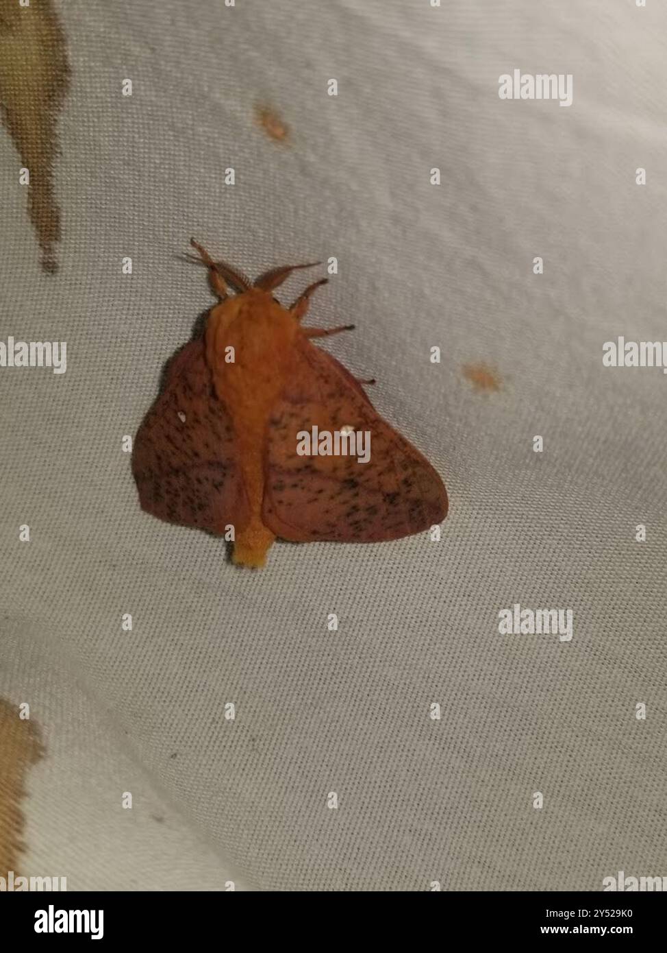 Spiny Oakworm Moth (Anisota stigma) Insecta Stock Photo - Alamy