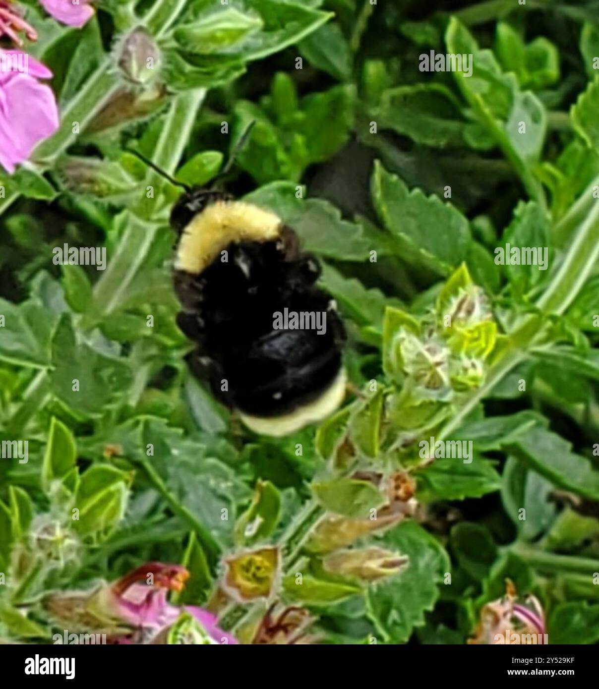 California Bumble Bee (Bombus californicus) Insecta Stock Photo - Alamy