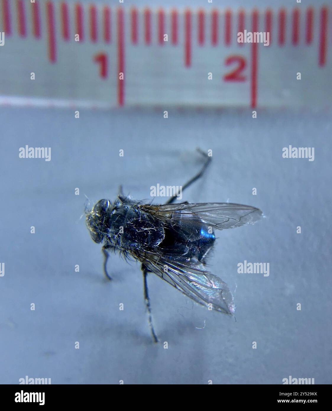 Bluebottle Flies (Calliphora) Insecta Stock Photo - Alamy